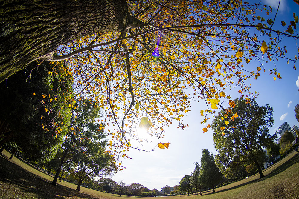 [Review] SONY用 魚眼レンズ | Tokina SZ 8mm F2.8 FISH-EYE MF 使用レビュー | Palm ...